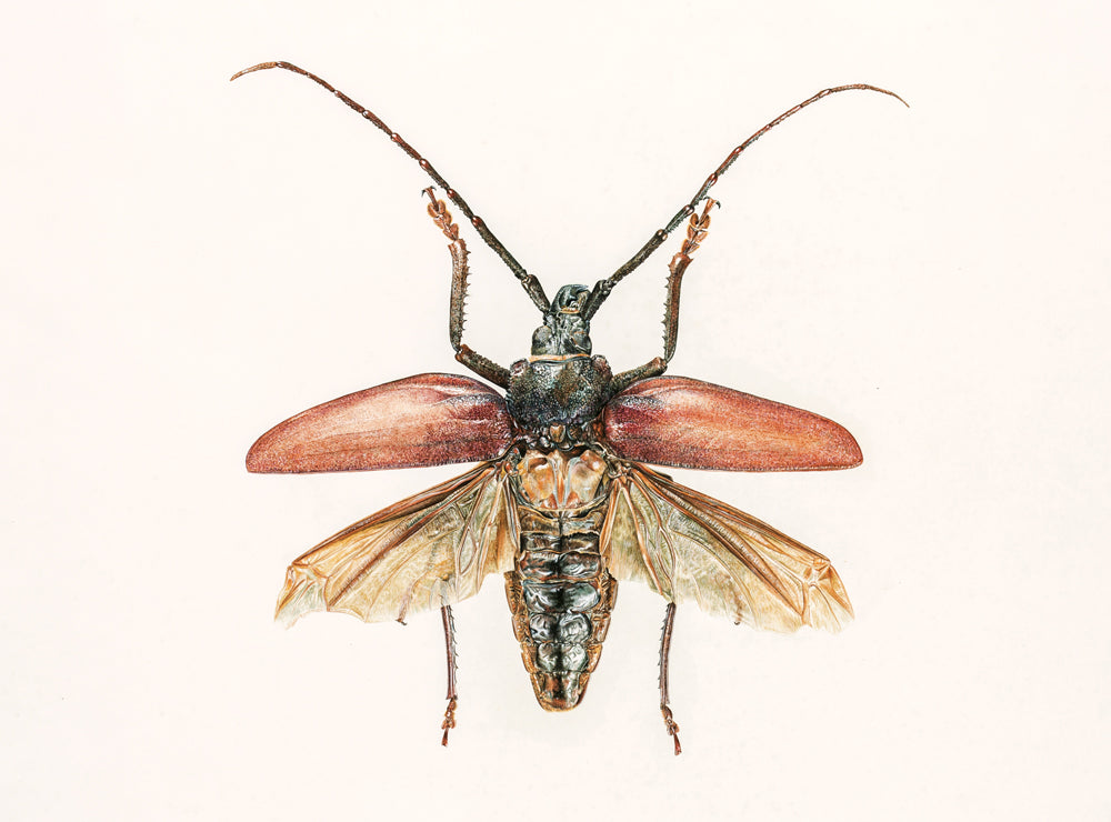 beetle – Berry.dk